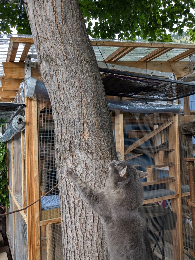 Outdoor Scratching Post: The Given Tree - Cat, Wine, Love