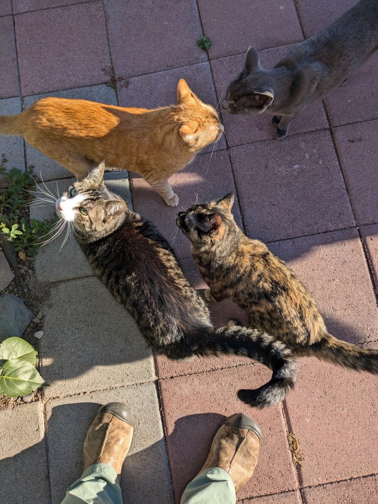 The Perks of Being a Foster Cat Parent - Cat, Play, Love