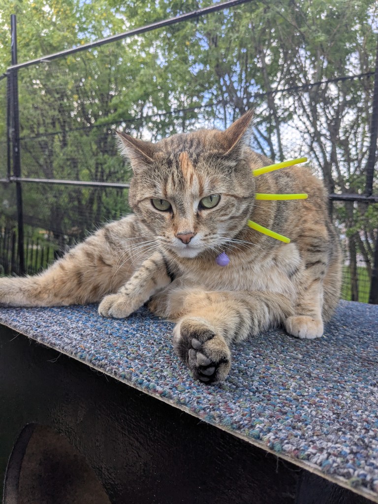 My Cat, A Bird Predator No More! - Cat, Play, Love